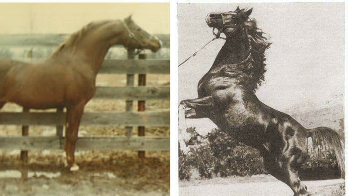 The Selby Stud – Part 1 by Jim Robbins | Crabbet.com
