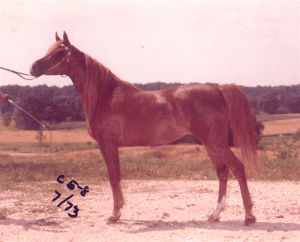 Phara Farm: Golden Horses of the Sun | Crabbet.com