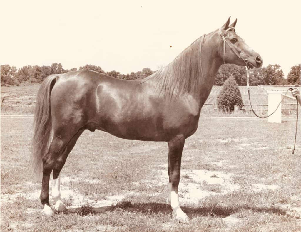 *Oran Van Crabbet Arabian Stallion Photo Gallery | Crabbet.com
