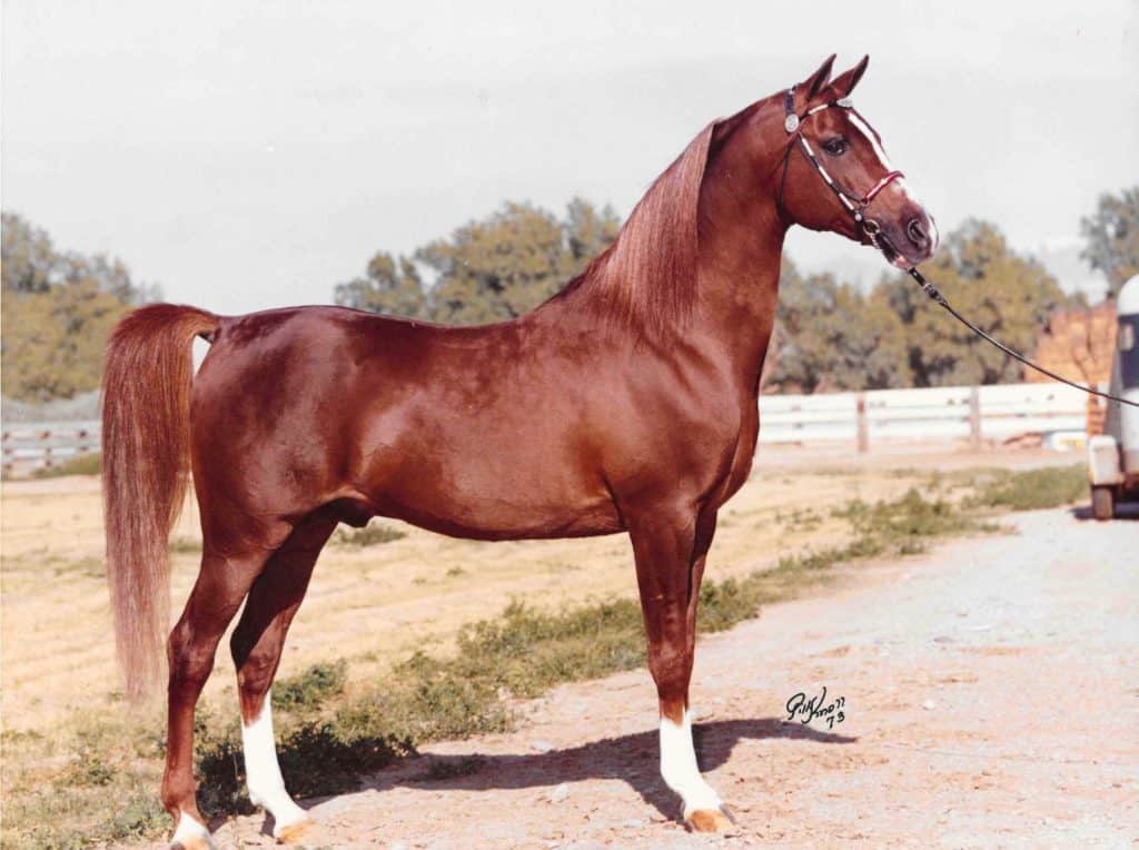 *Oran Van Crabbet Arabian Stallion Photo Gallery | Crabbet.com