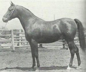 A Man and His Horse...Islam | Crabbet.com