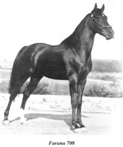 Farana Arabian Stallion Photo Gallery | Crabbet.com