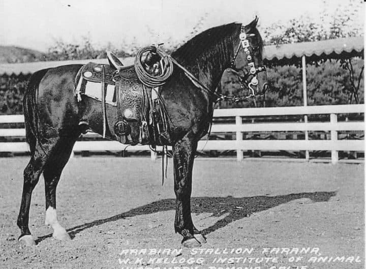 Farana Arabian Stallion Photo Gallery | Crabbet.com