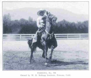 Farana Arabian Stallion Photo Gallery | Crabbet.com