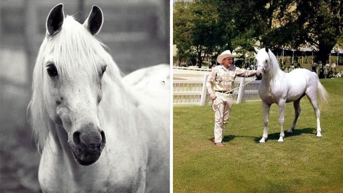 Geym Arabian Stallion Photo Gallery | Crabbet.com