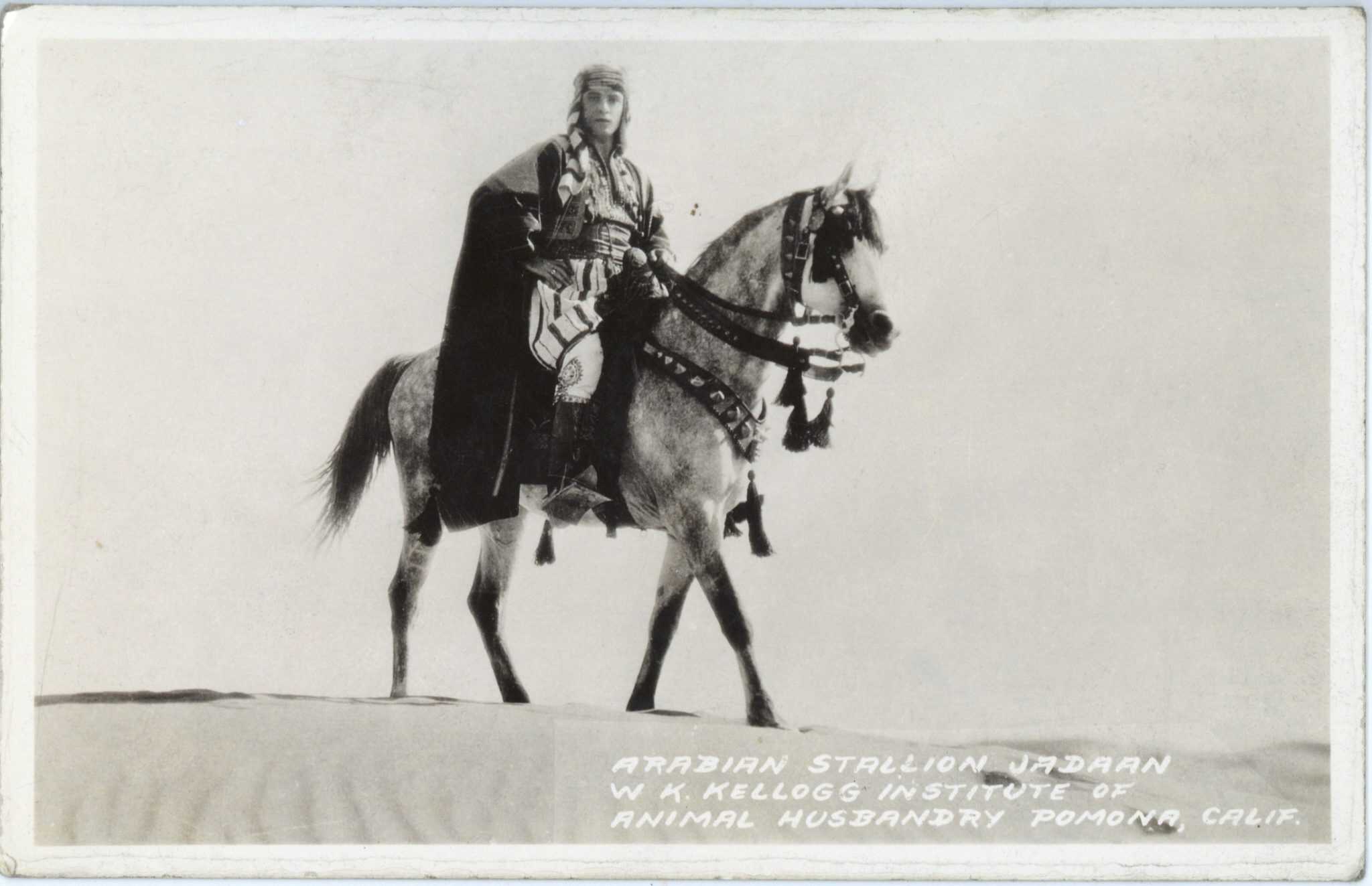 Jadaan Arabian Stallion Photo Gallery | Crabbet.com