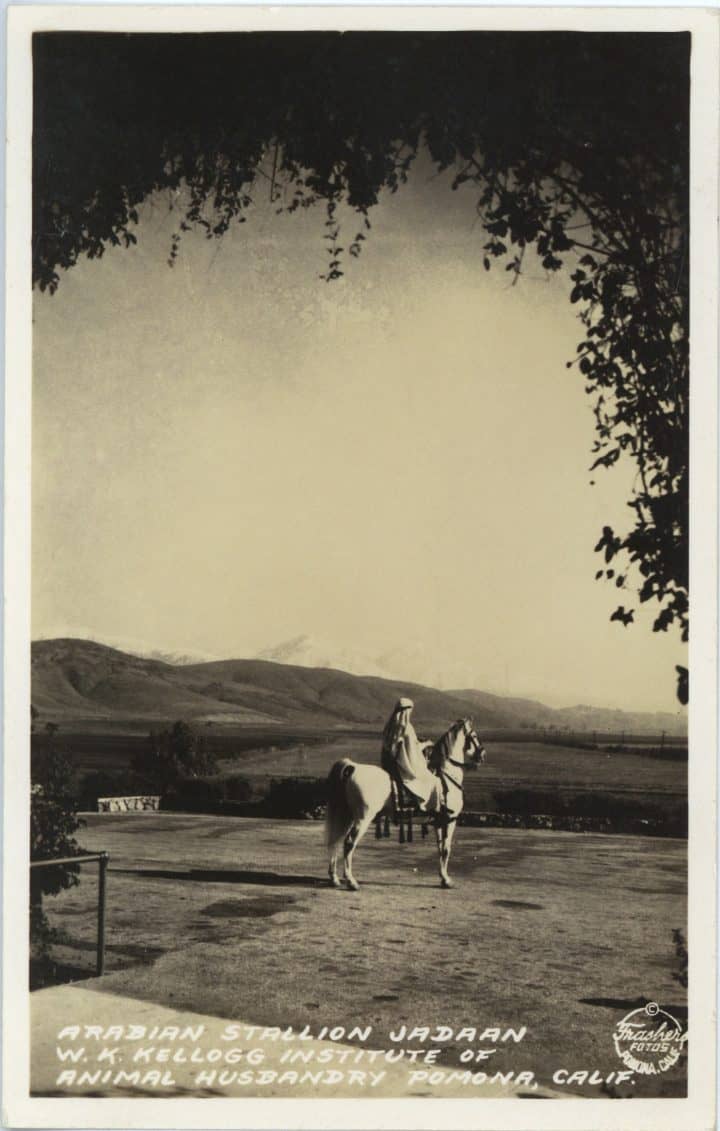 Jadaan Arabian Stallion Photo Gallery | Crabbet.com