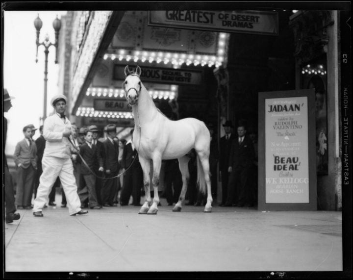 Jadaan Arabian Stallion Photo Gallery | Crabbet.com