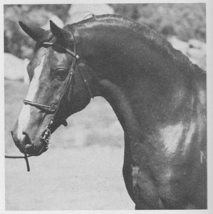 The Sharf Ranch and Four of the Five Earliest Arabian Imports to North ...